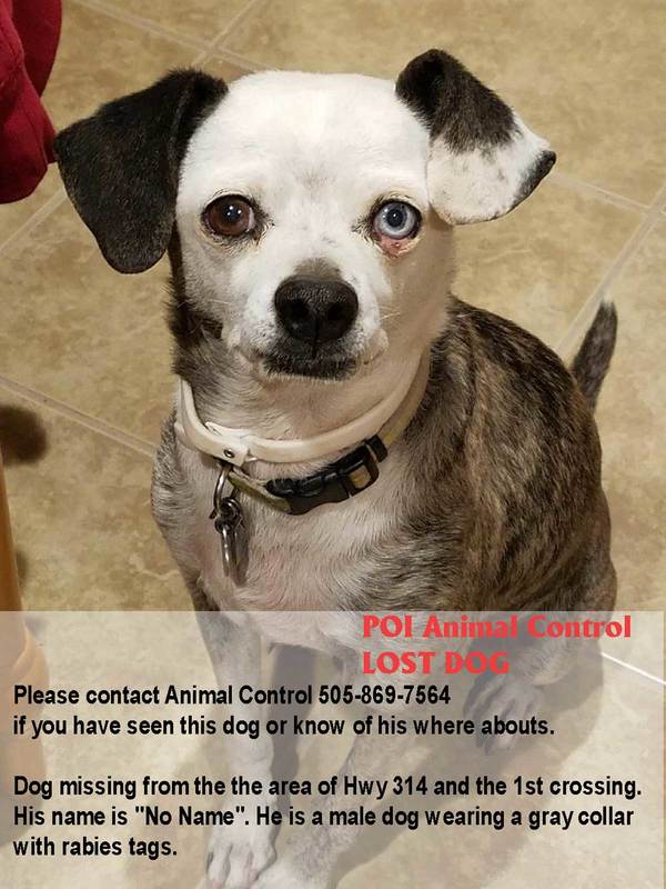 Missing Pets | Isleta Pueblo