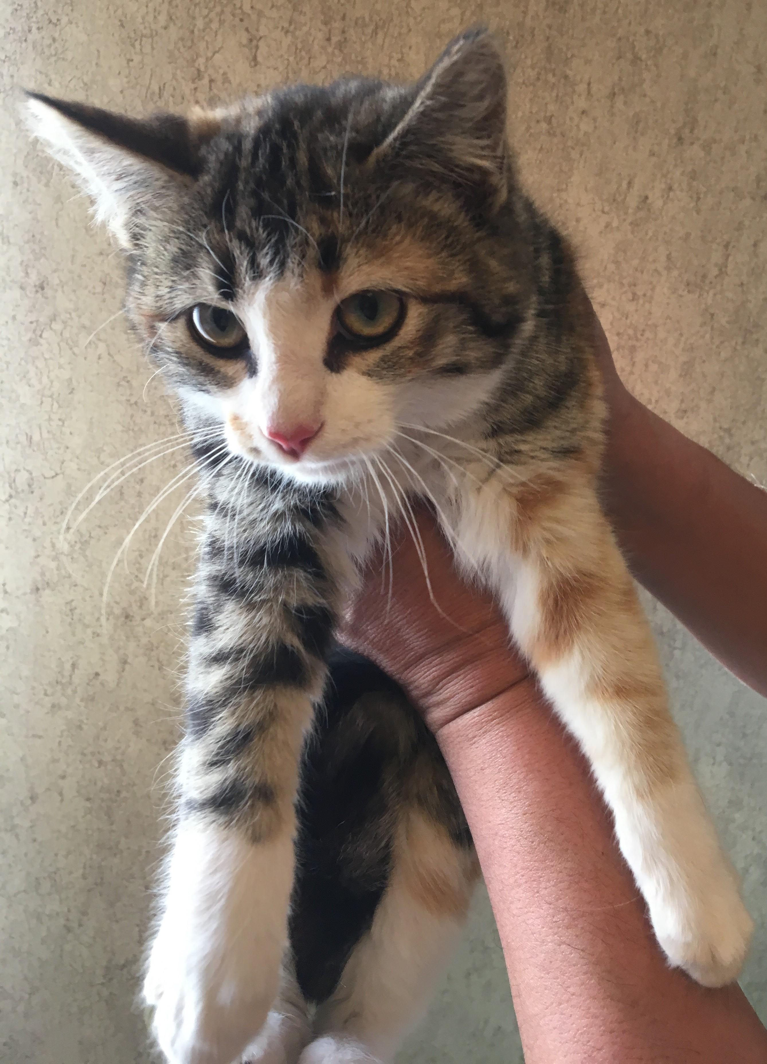 Found Pets | Isleta Pueblo